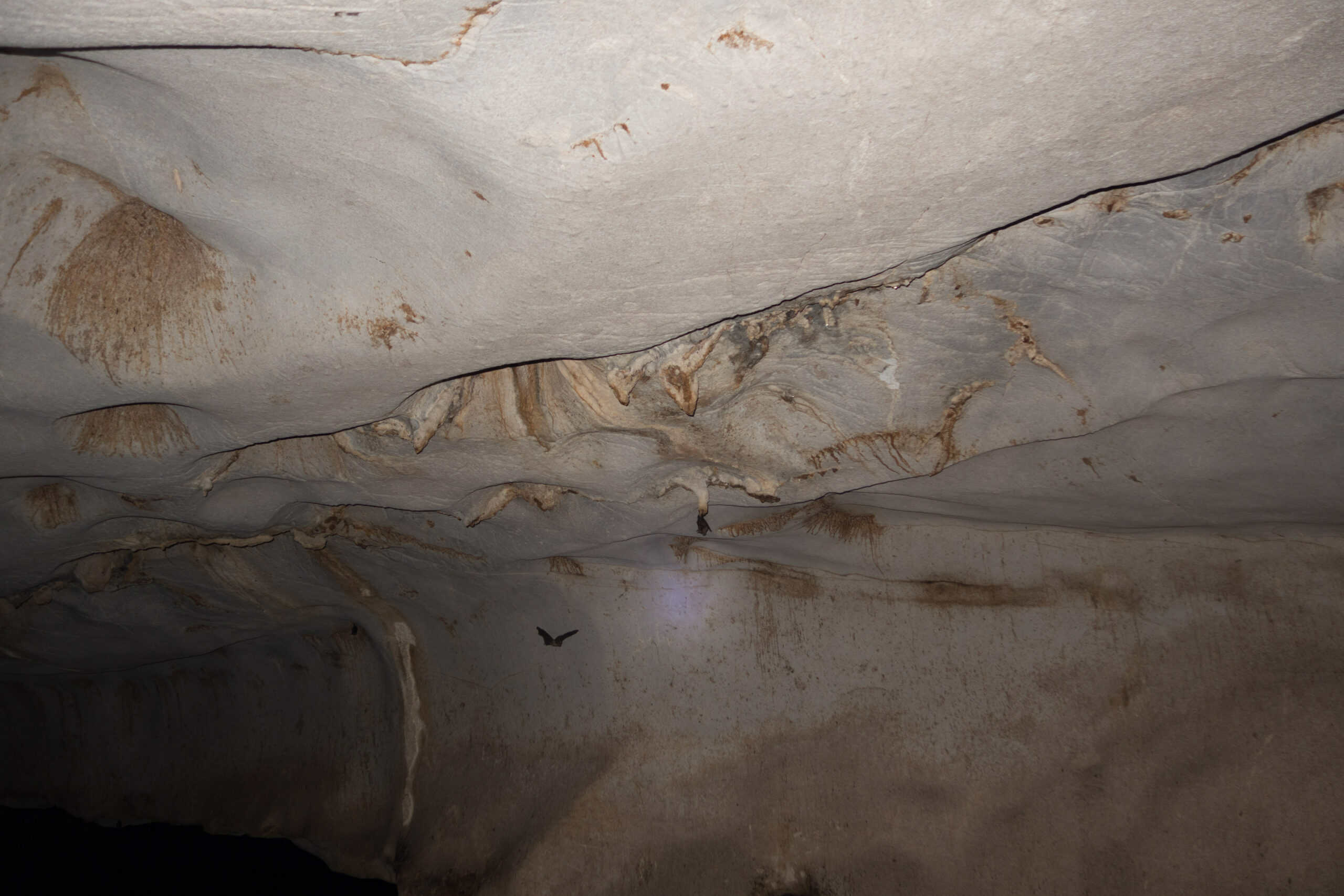 What Scientists Discovered in a Bat Cave in Borneo