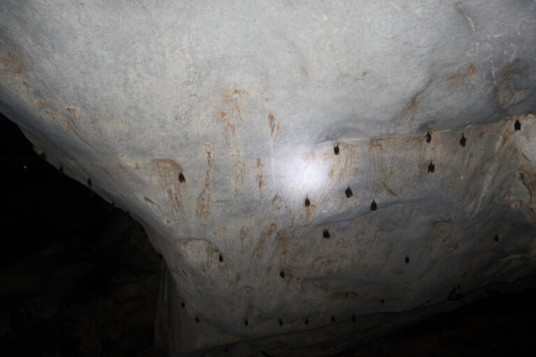 What Scientists Discovered in a Bat Cave in Borneo
