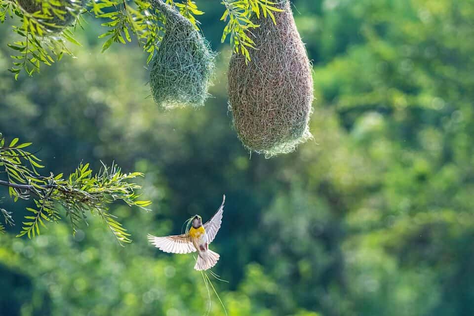 15 Birds That Build the Most Mind Blowing Nests - Animals Around The Globe