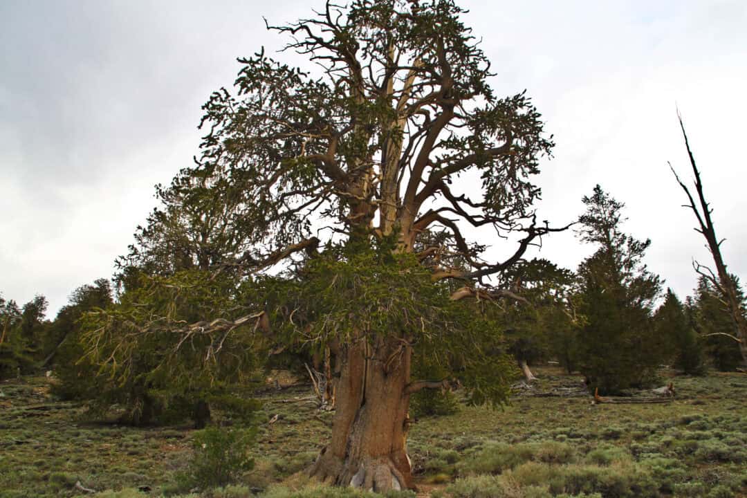America’s Oldest Living Tree Is Still Growing—And You Can Visit It