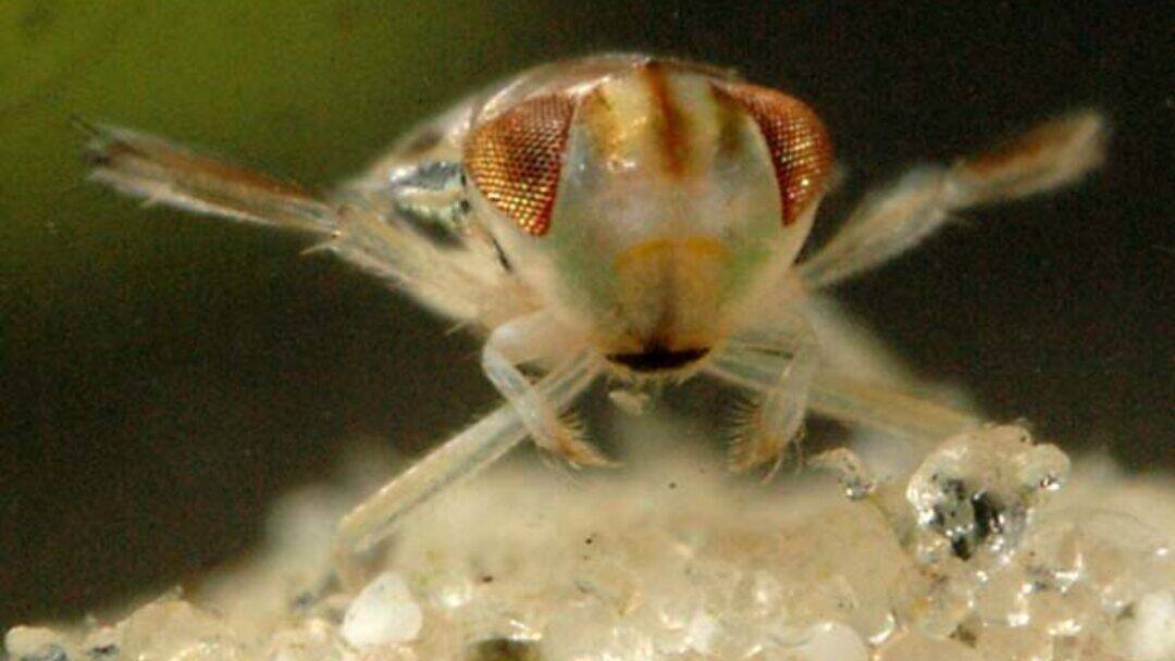 Meet the World’s Loudest Insect - Animals Around The Globe