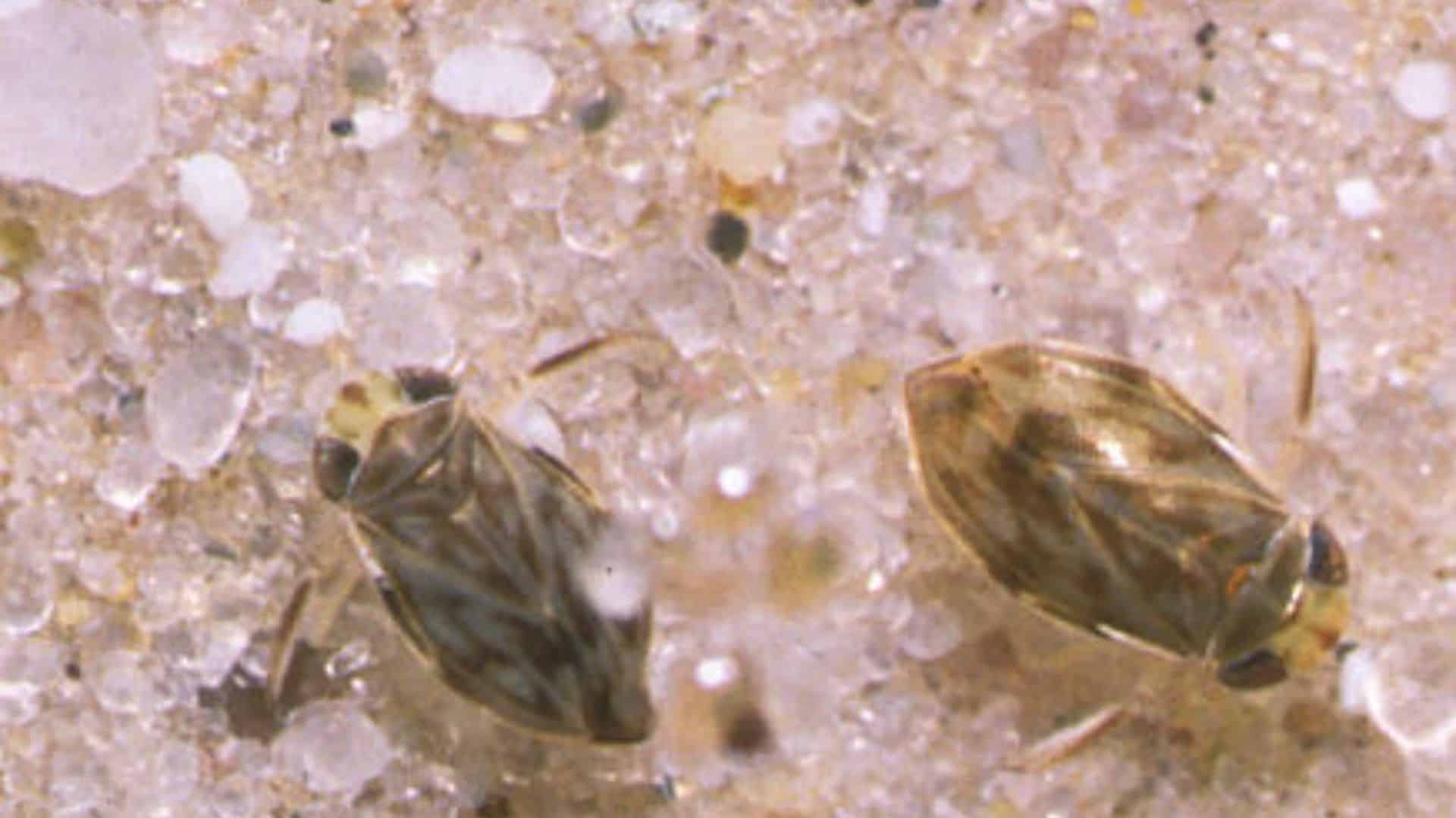 Meet the World’s Loudest Insect - Animals Around The Globe