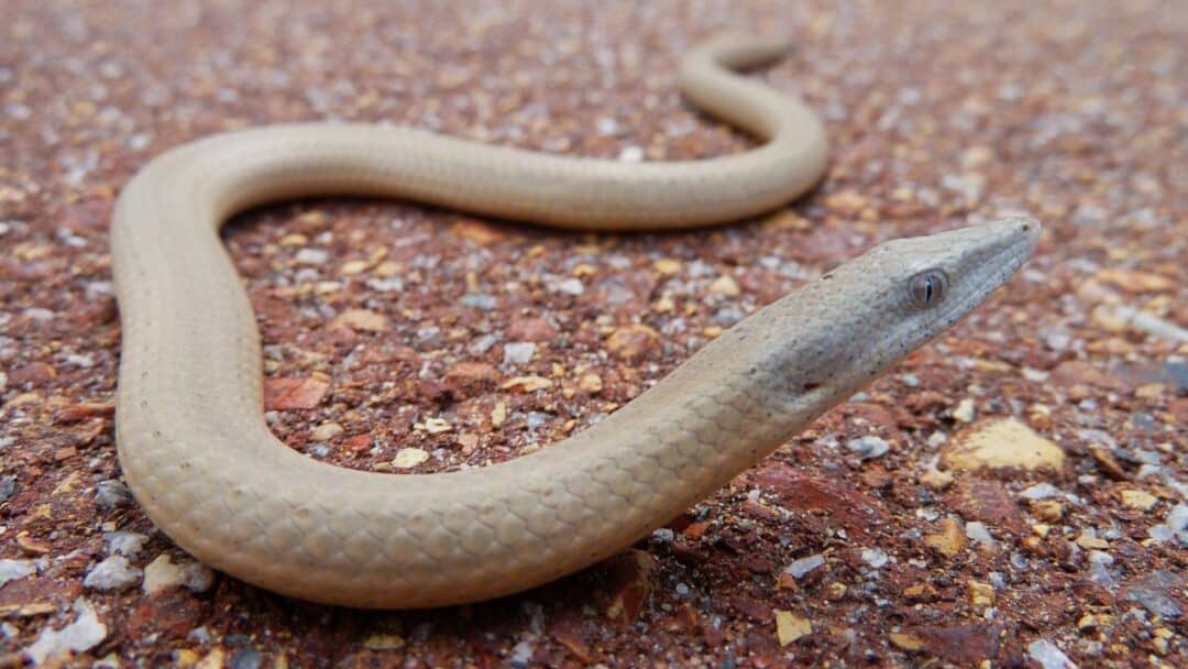 Why Some Lizards Are Losing Their Limbs Over Time - Animals Around The ...