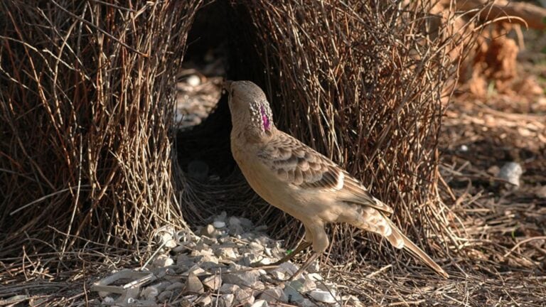 How Bowerbirds Build Elaborate Nests to Attract Mates - Animals Around ...
