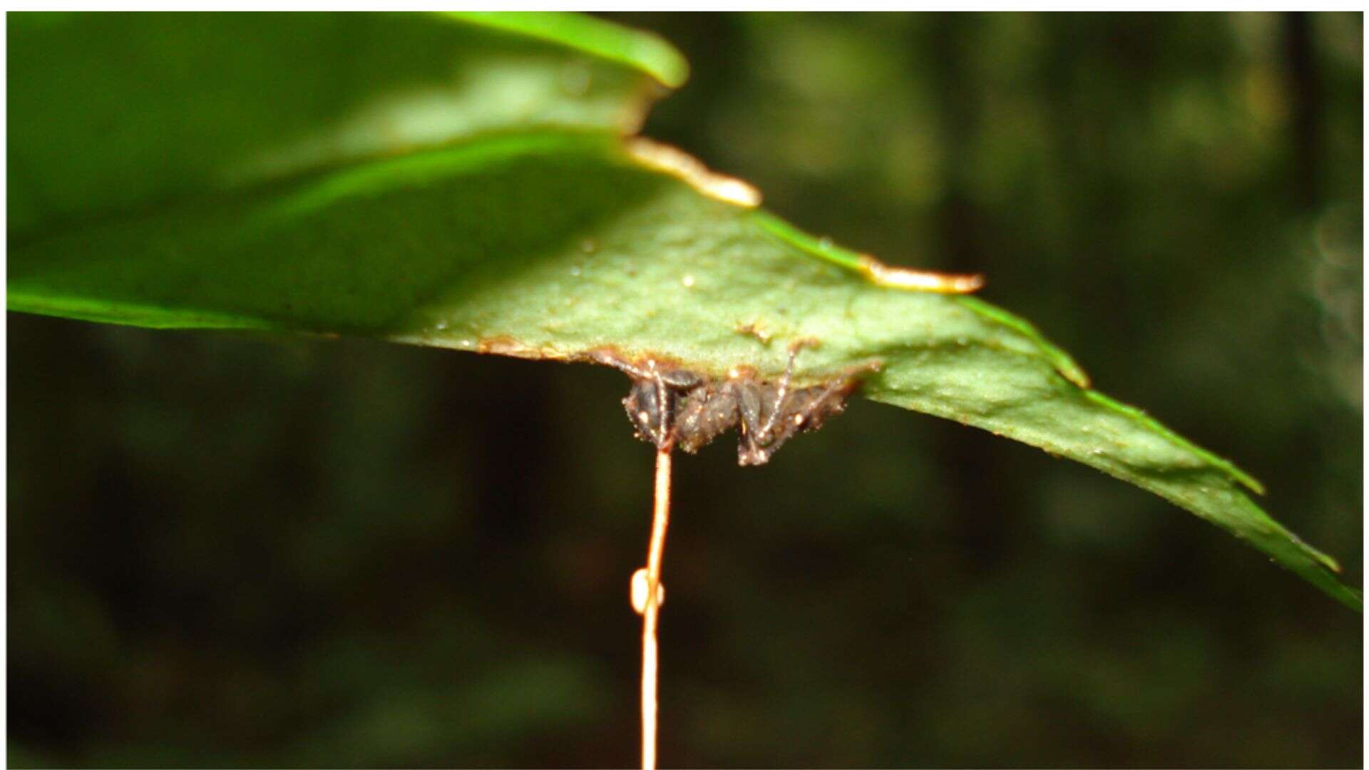 The Fungus That Can Turn Ants into Zombies - Animals Around The Globe