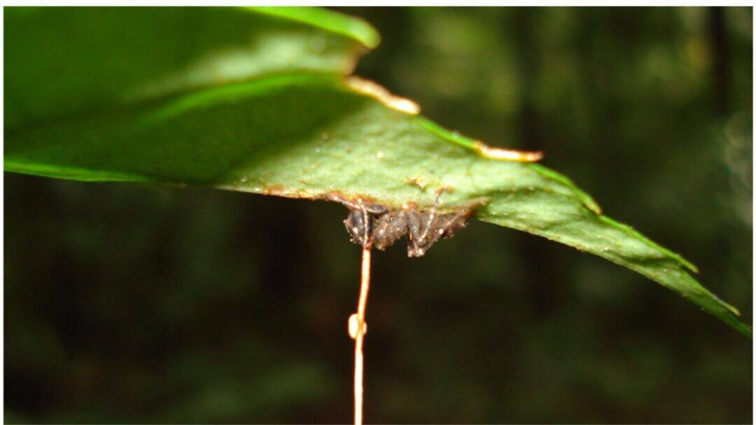 The Fungus That Can Turn Ants into Zombies - Animals Around The Globe