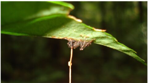 The Fungus That Can Turn Ants into Zombies - Animals Around The Globe