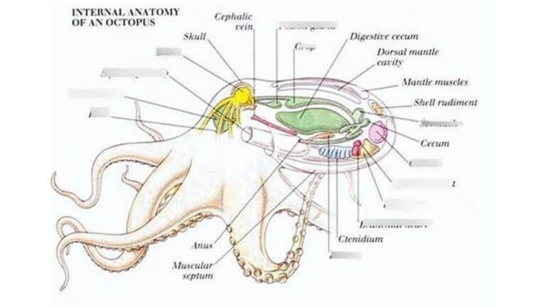 This Octopus’s Brain Is Distributed Across Its Arms - Animals Around ...