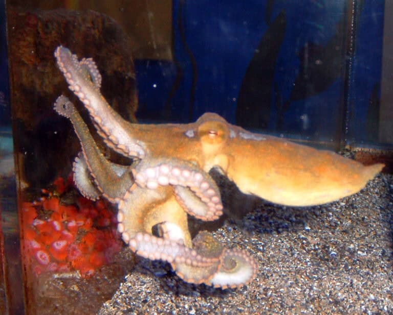U.S. Scientists Map the Brain of an Octopus