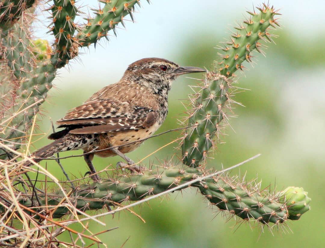 This Cactus Forest Is Home to Hundreds of Rare Birds