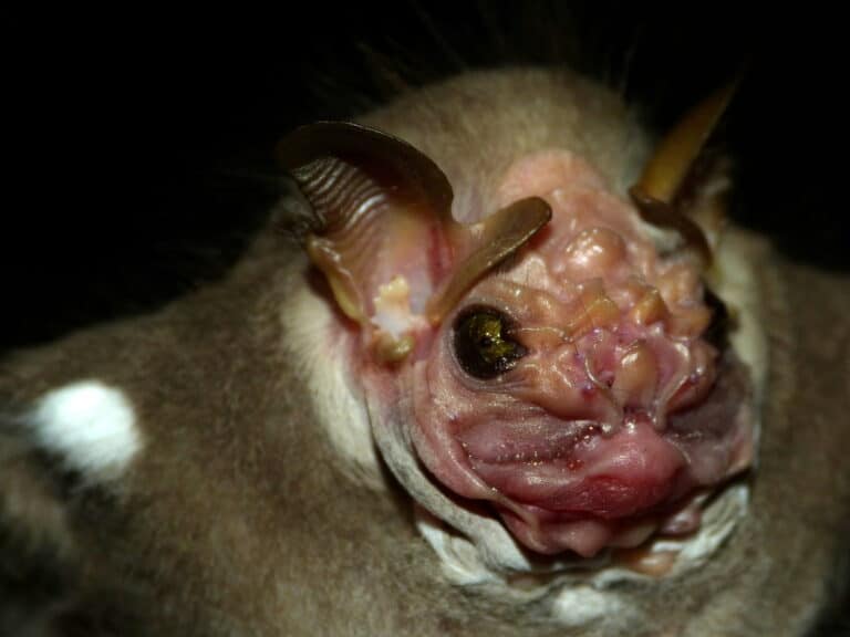The Bat With a Face Straight Out of a Horror Movie