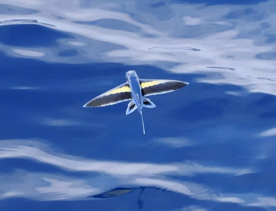 The Wild World of Flying Fish and Soaring Squid - Animals Around The Globe