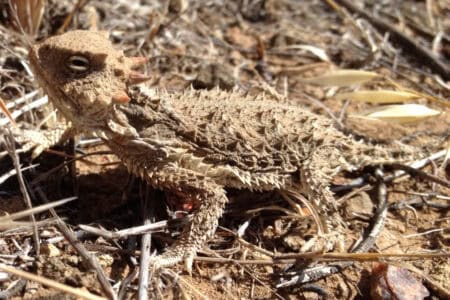 14 Cold-Blooded Creatures That Thrive in Heat - Animals Around The Globe