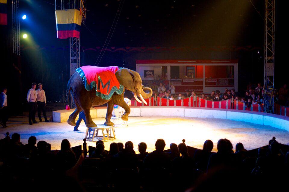 Exposing the Truth About Circus Animals: Is It Time to Ban Them for Good?