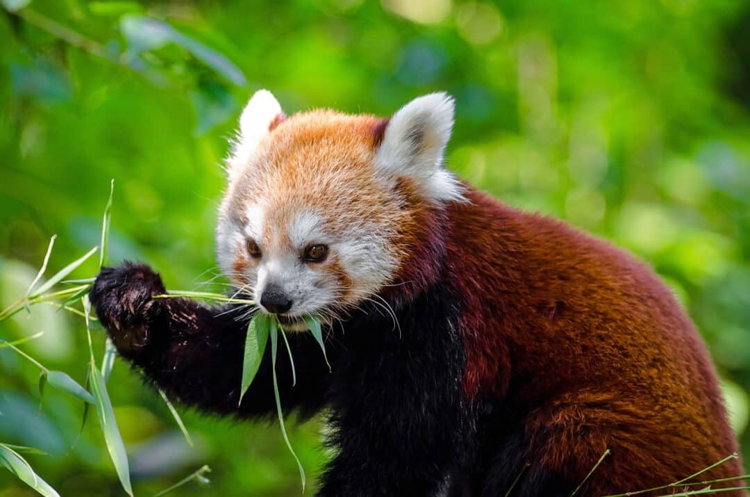 What Makes Red Pandas So Adorable - Animals Around The Globe