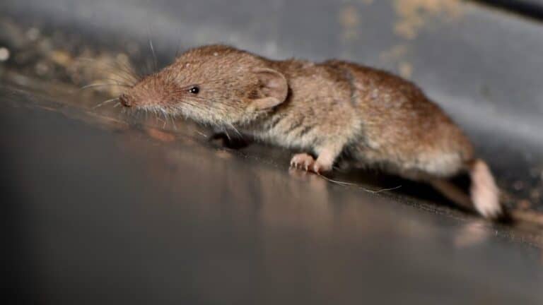 Meet the Smallest Mammal Alive Today - Animals Around The Globe