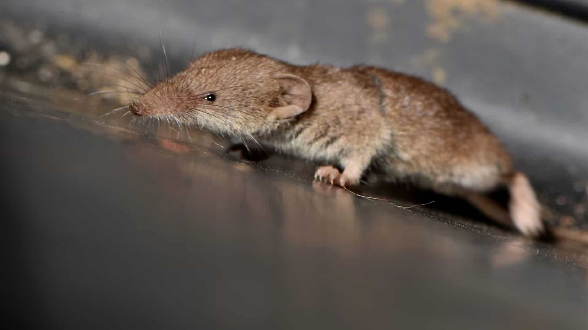 Conheça o menor mamífero vivo hoje - Animais ao redor do mundo