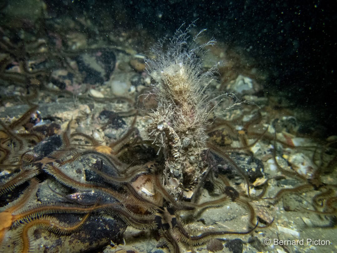 The Ancient Sea Worms That Still Build Underwater Castles - Animals ...