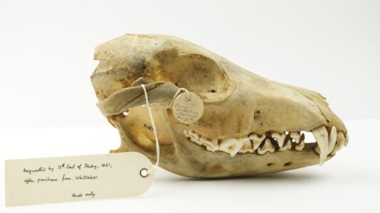 This Skull Reveals What Prehistoric Wolves Really Looked Like