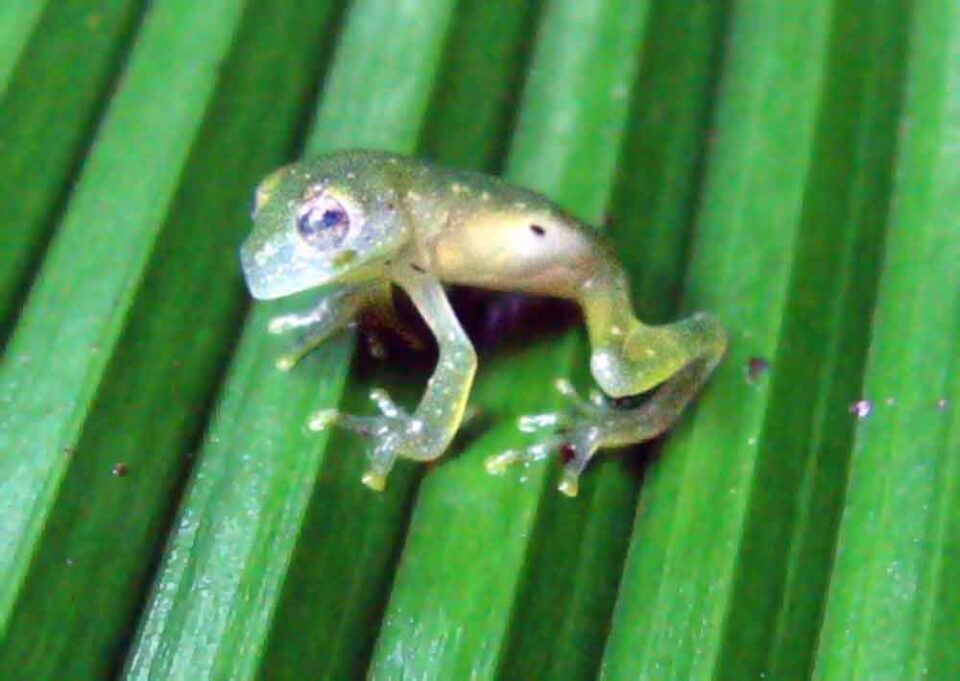 11 Frogs That Look Too Weird to Be Real - Animals Around The Globe