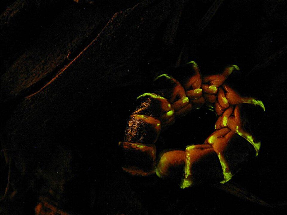 15 Creepiest Creatures Found in Caves - Animals Around The Globe