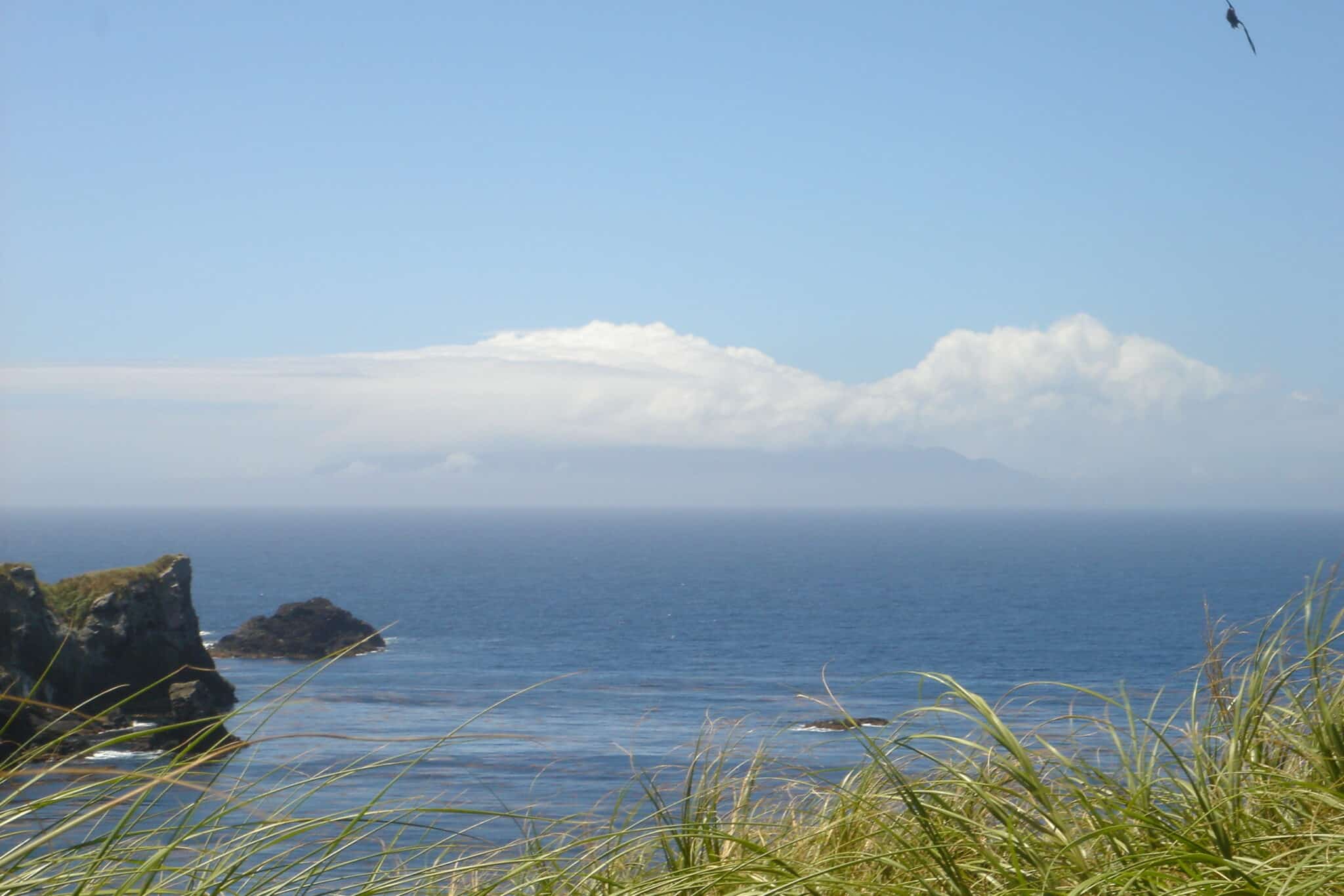 This Forgotten Island Holds the World's Largest Seabird Colony