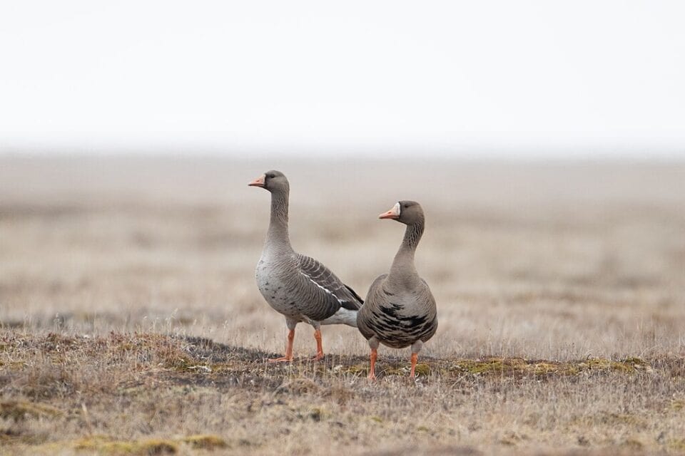 14 Wild Animals That Navigate Using the Stars - Animals Around The Globe