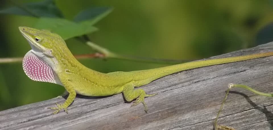 The Lizard That Changes Colors With Its Mood - Animals Around The Globe