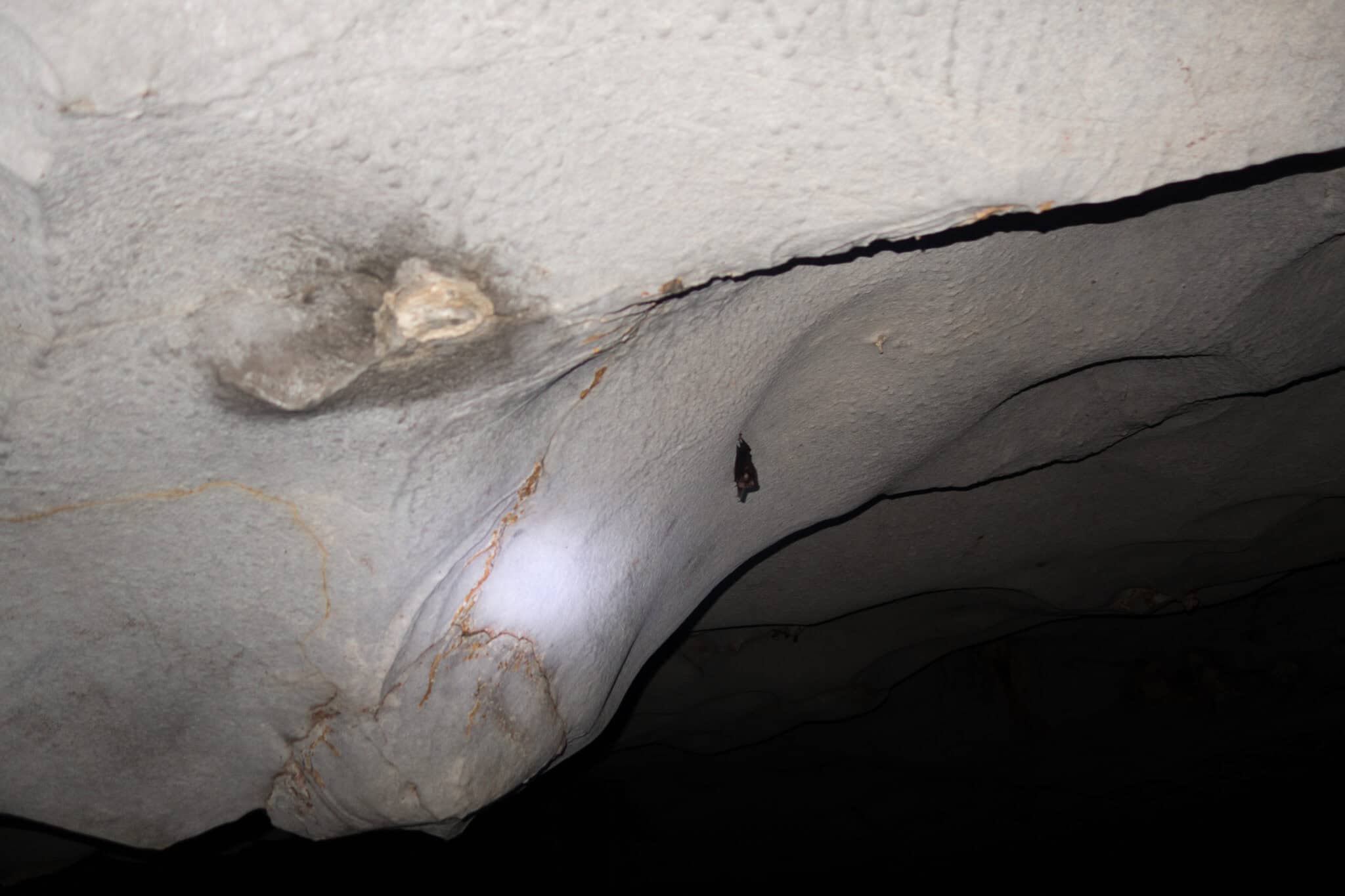 What Scientists Discovered in a Bat Cave in Borneo