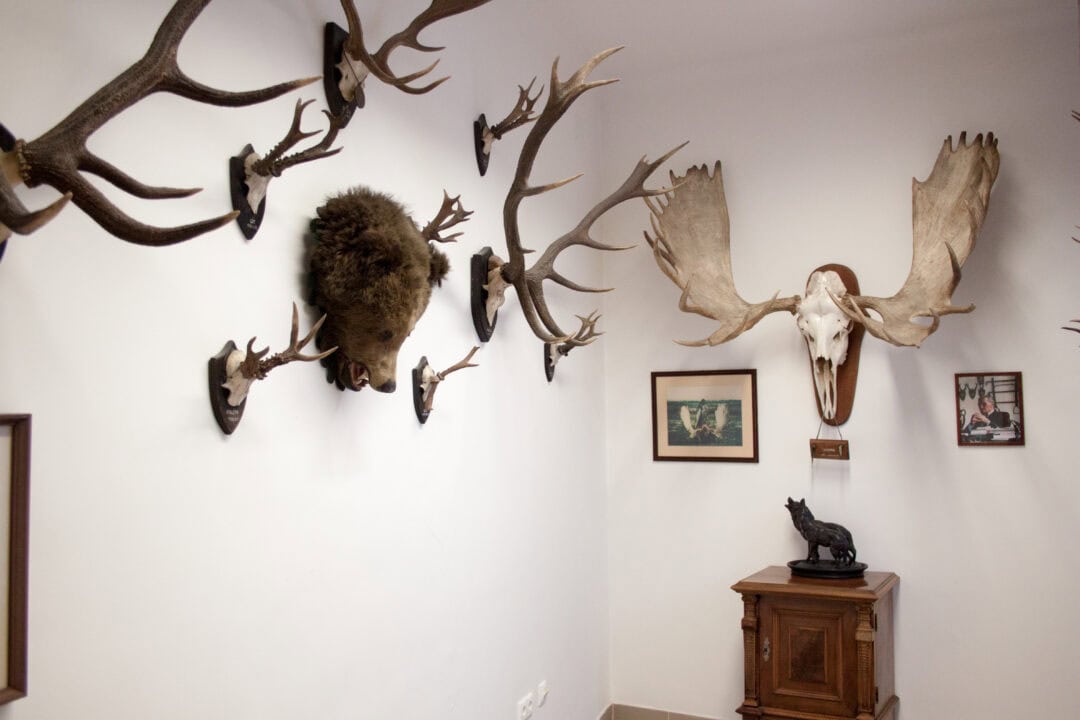 Inside the Billion-Dollar Trophy Hunting Industry: What You Didn’t Know