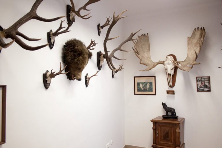 Inside the Billion-Dollar Trophy Hunting Industry: What You Didn’t Know