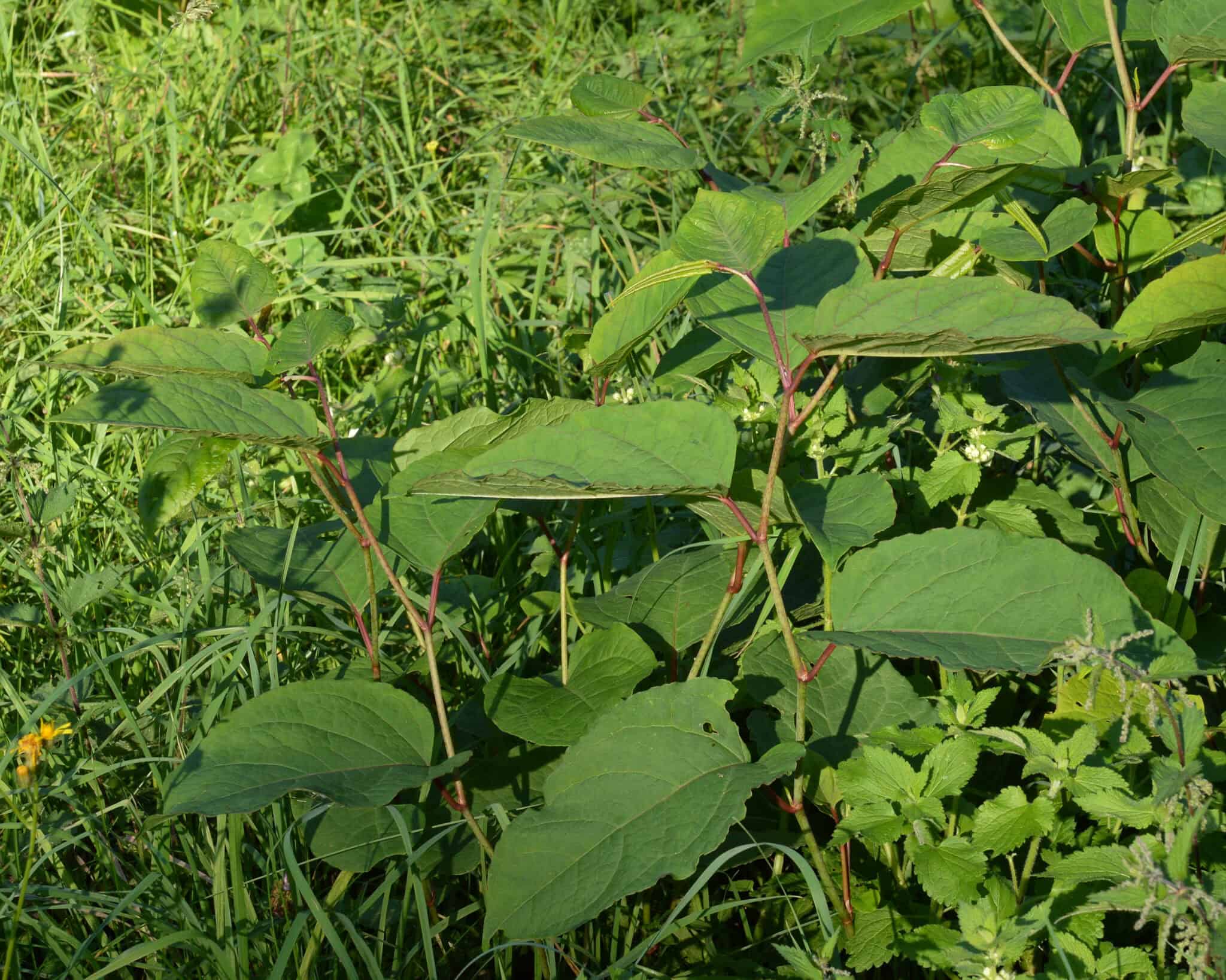 This Invasive Plant Is Changing U.S. Ecosystems Forever