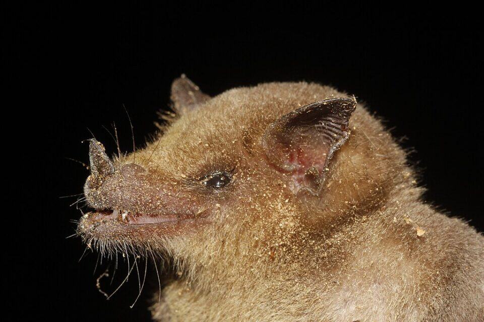 Endangered Mexican Wildlife That Needs Protection Now
