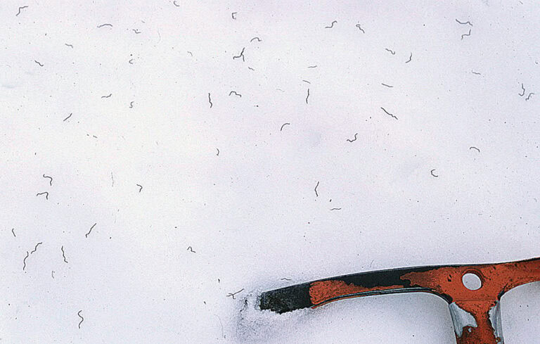 Scientists Found a Worm That Can Live Inside Ice