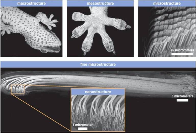 How Geckos Use Physics to Climb Any Surface - Animals Around The Globe