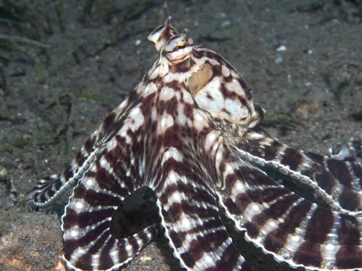 The Octopus That Can Shape-Shift Like a Sci-Fi Alien