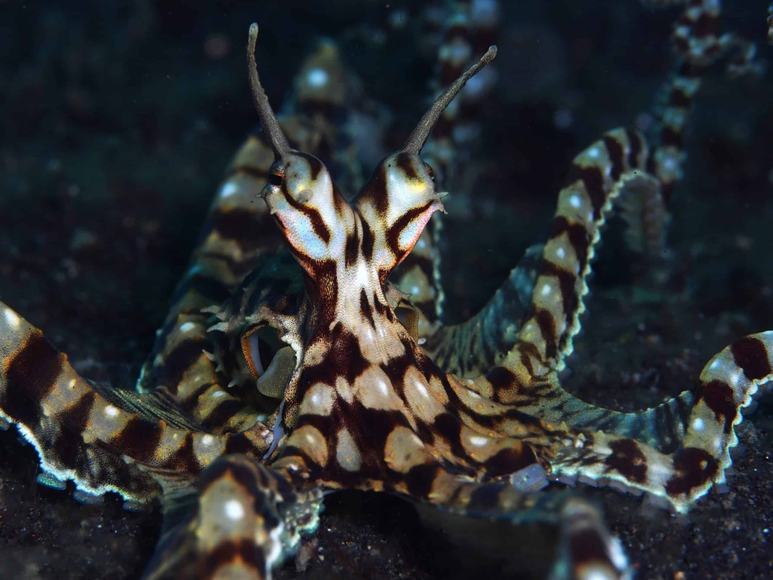 The Octopus That Can Shape-Shift Like a Sci-Fi Alien