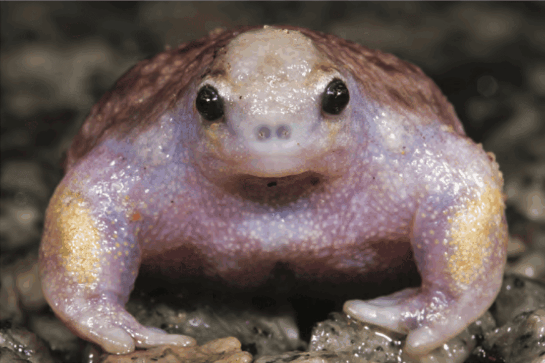 11 Frogs That Look Too Weird to Be Real - Animals Around The Globe
