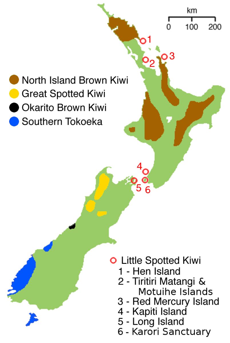Why New Zealand Is the Best Place to See Kiwi Birds in the Wild ...