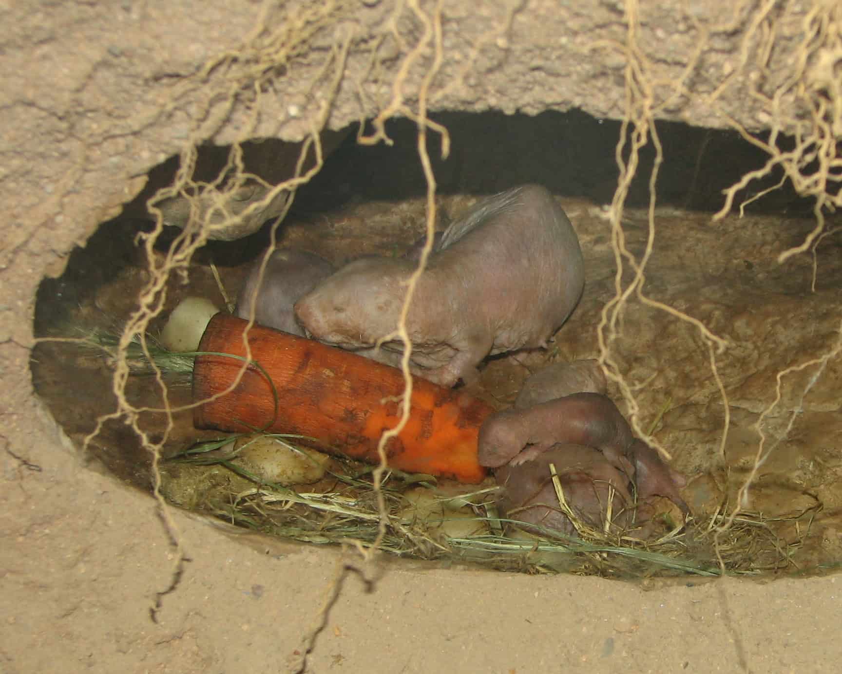 Meet the Mole Rat That’s Immune to Cancer