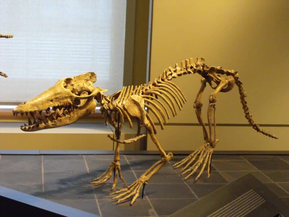 Fossils Show Early Whales Walked on Land