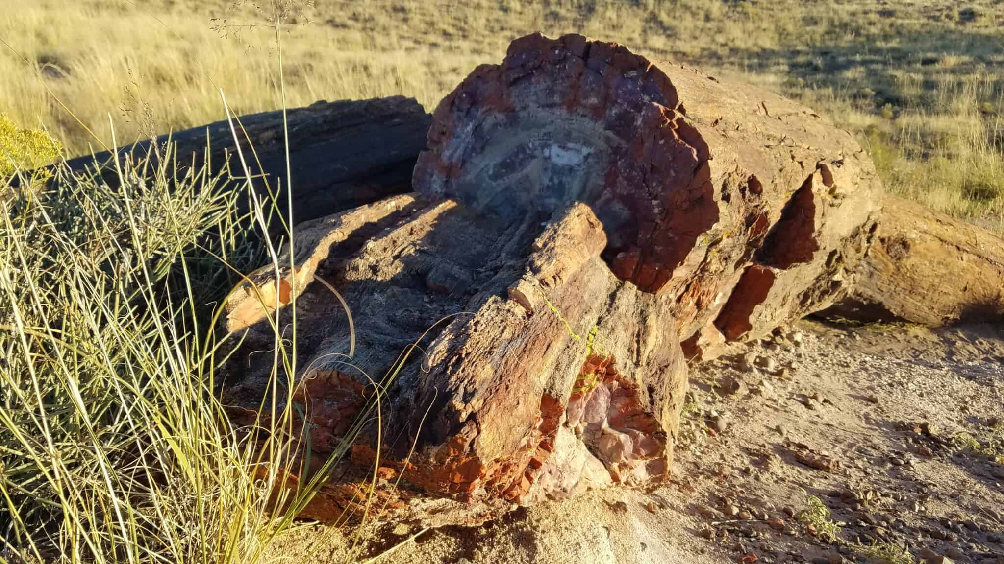 This Petrified Forest May Be Older Than the Dinosaurs