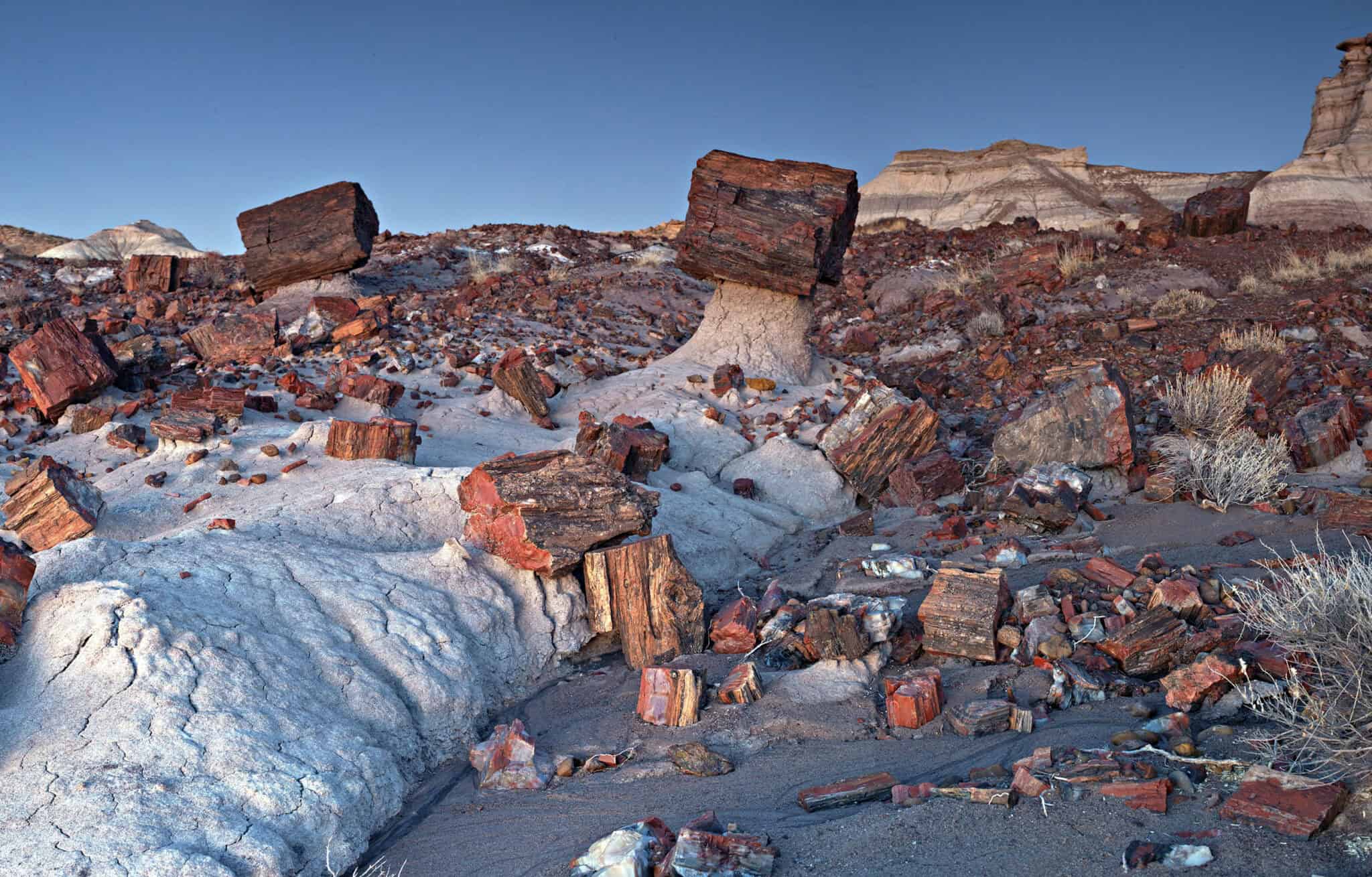 This Petrified Forest May Be Older Than the Dinosaurs