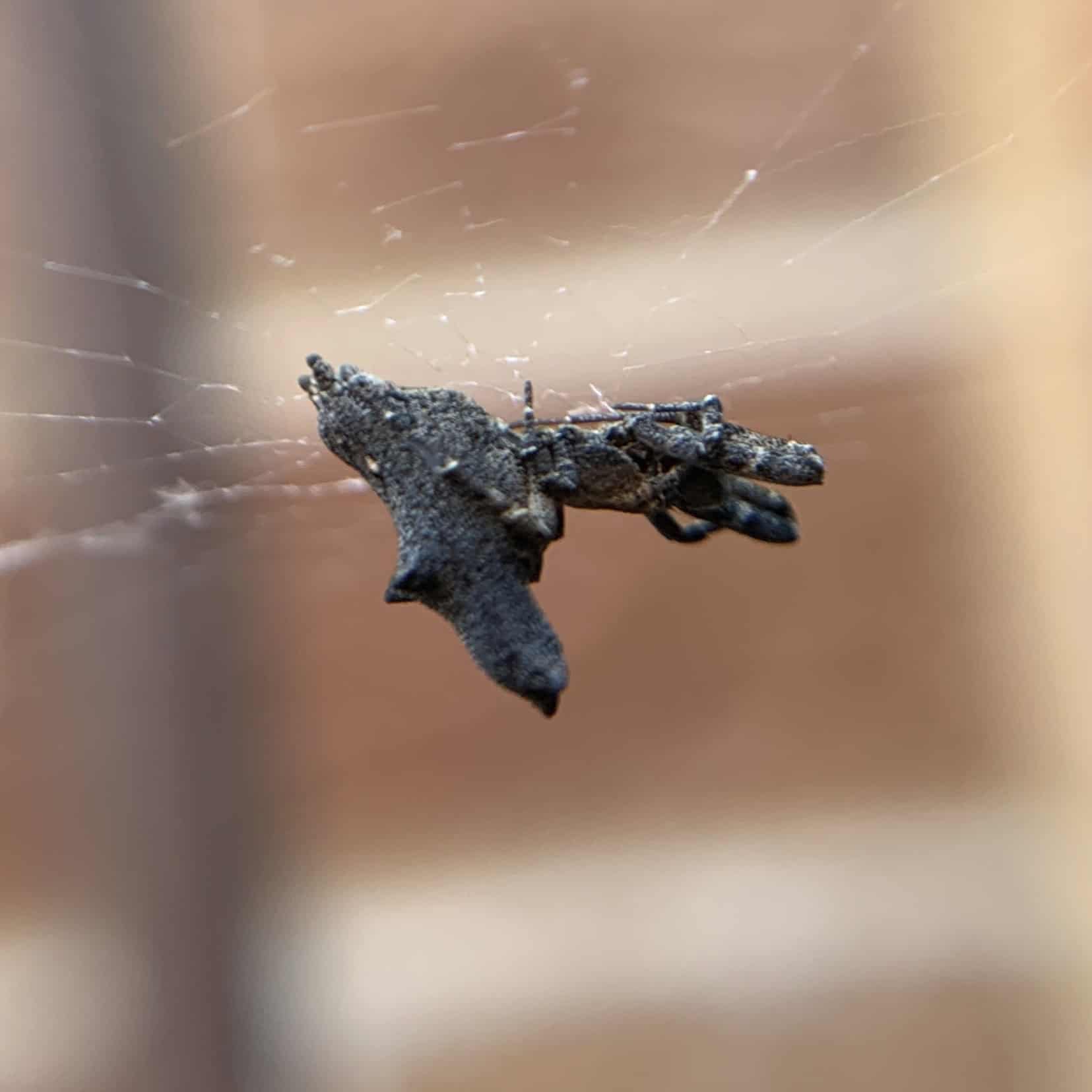 This Spider Can Fly Without Wings—Here’s How