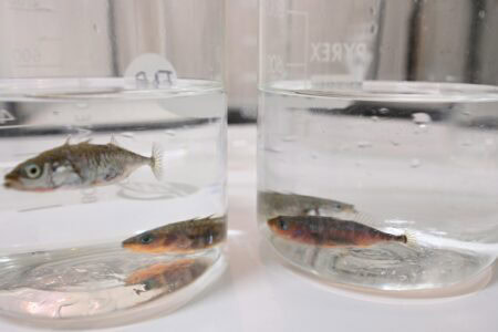 Meet the Icefish: The Creature With Clear Blood
