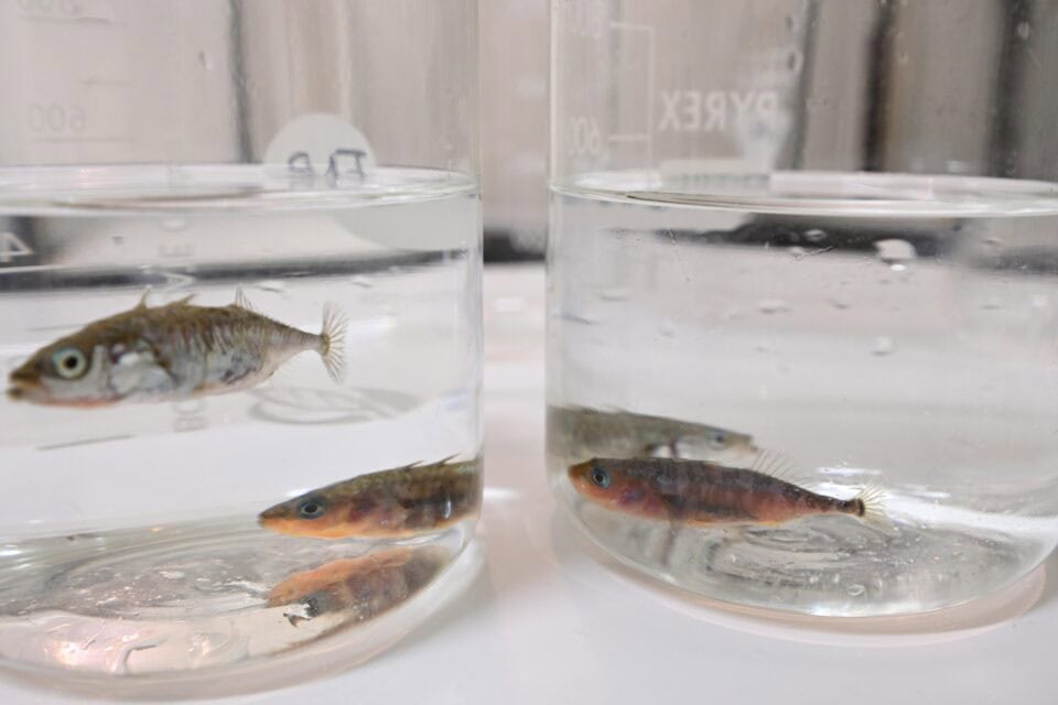 Meet the Icefish: The Creature With Clear Blood