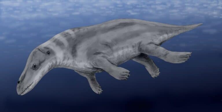 Fossils Show Early Whales Walked on Land
