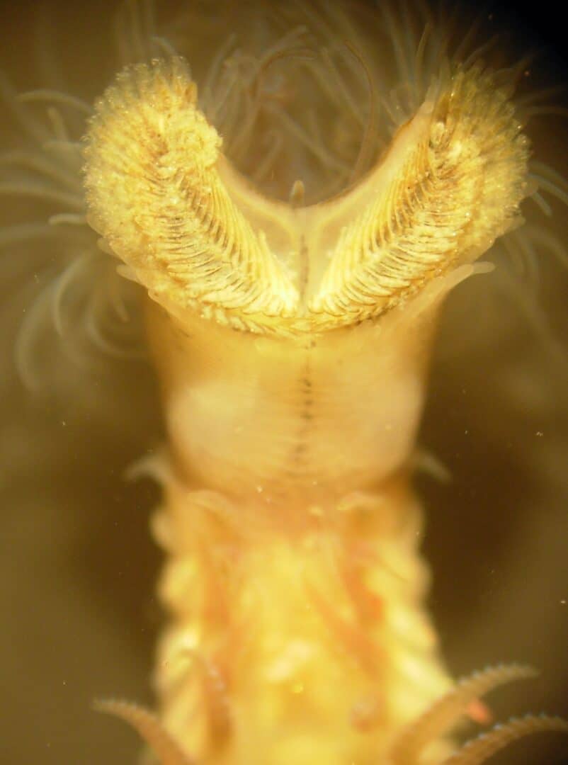 The Ancient Sea Worms That Still Build Underwater Castles - Animals ...