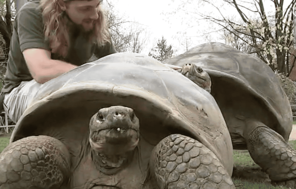 Centenarian Galápagos Tortoises Become First-Time Parents - Animals ...