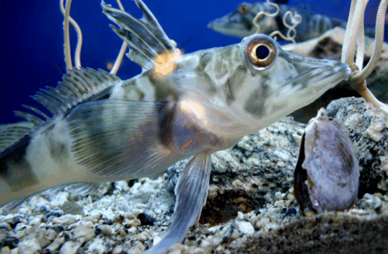 Meet the Icefish: The Creature With Clear Blood